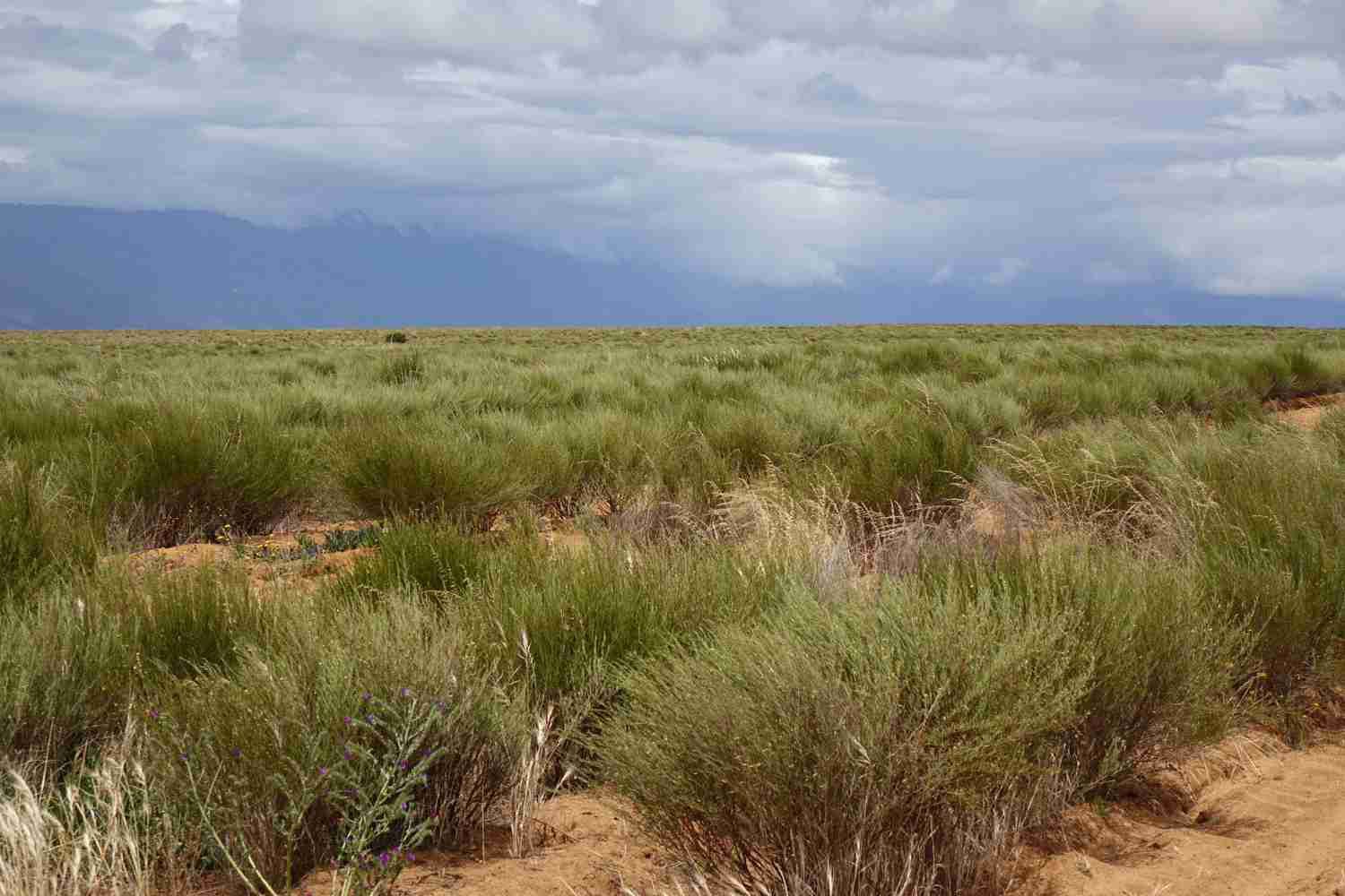 Rooibos la plante - polyvalente, naturelle, efficace