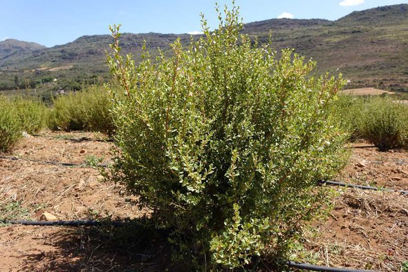 Entdecken Sie die Geschichte und Verwendung von Buchu - Ein ...